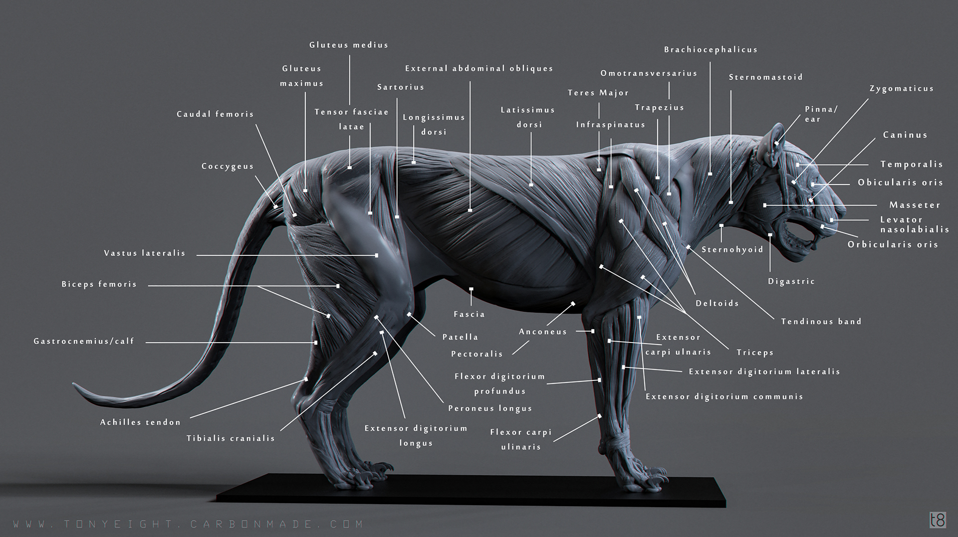 lion anatomy practice by Tony Camehl - Zerply